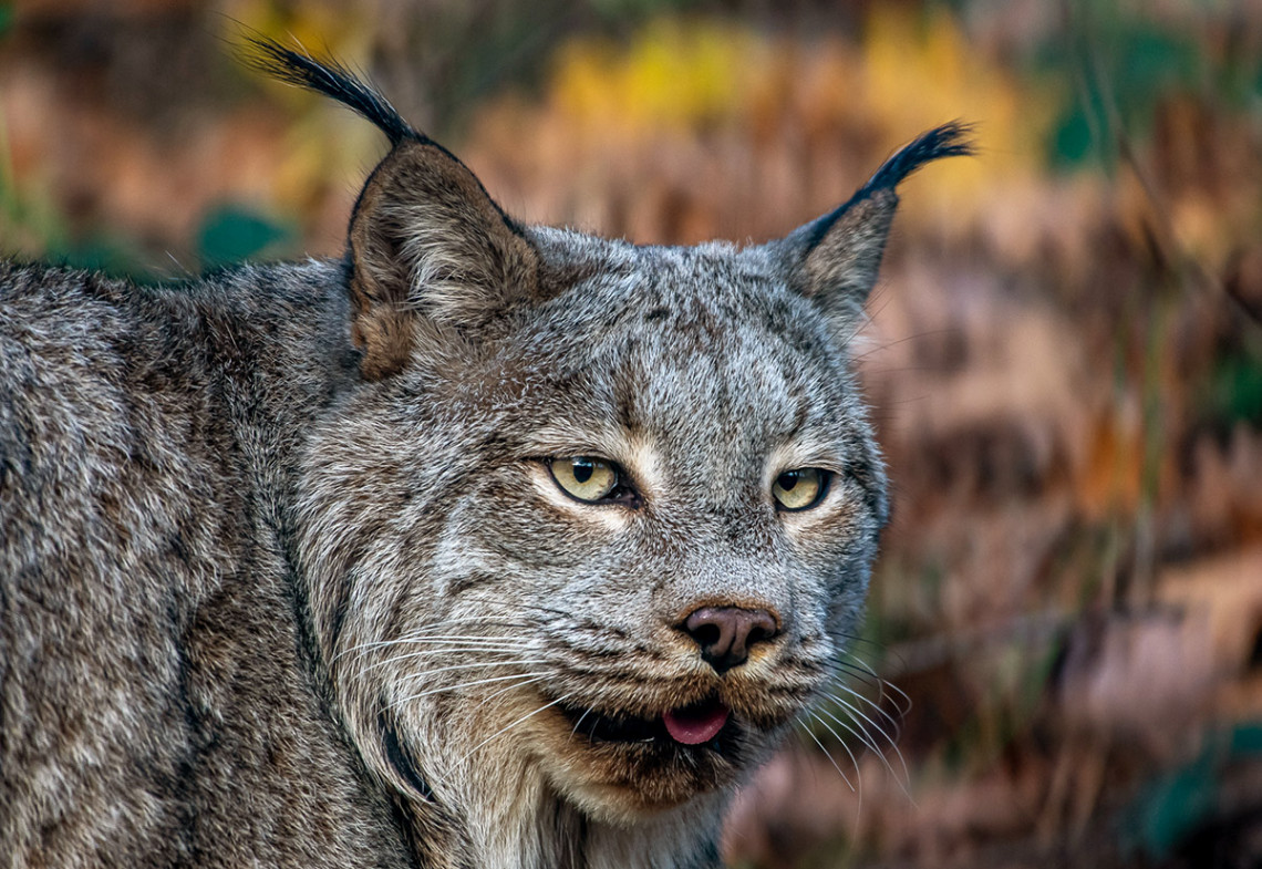 Rys kanadský (300 €/rok) | ZOO Bratislava