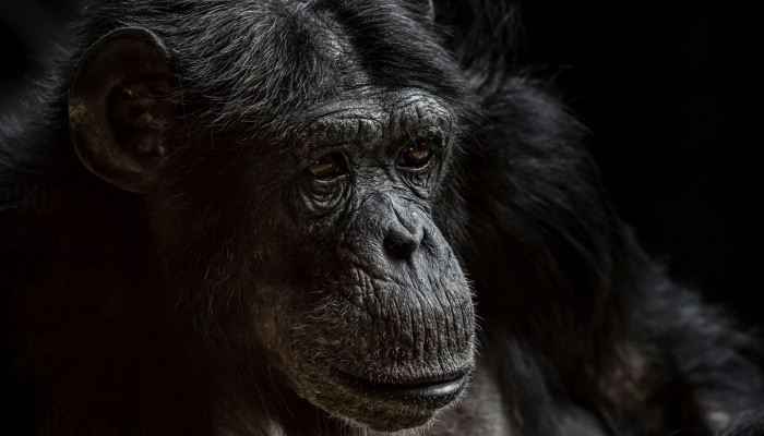 Mammals | ZOO Bratislava