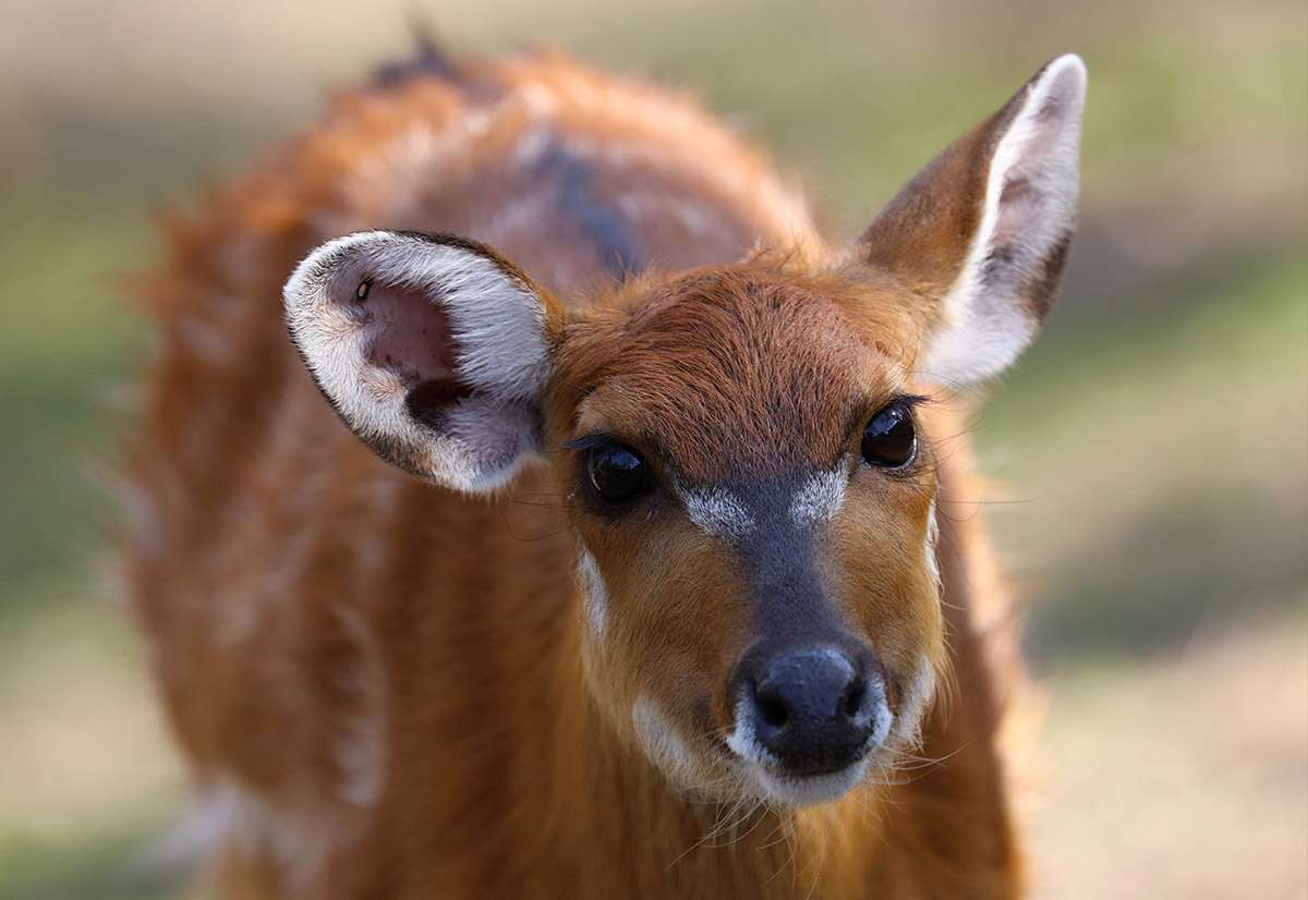 Sitatunga západná | ZOO Bratislava
