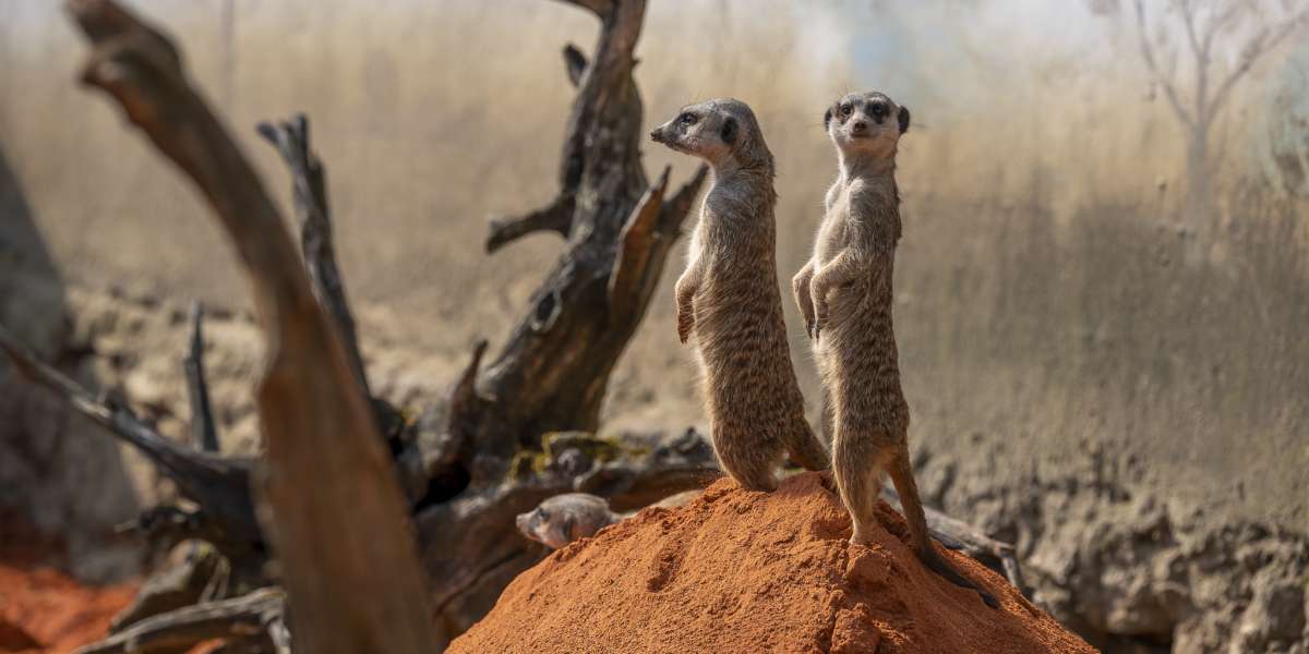 SURIKATA VLNKAVÁ - Komentované kŕmenie | ZOO Bratislava
