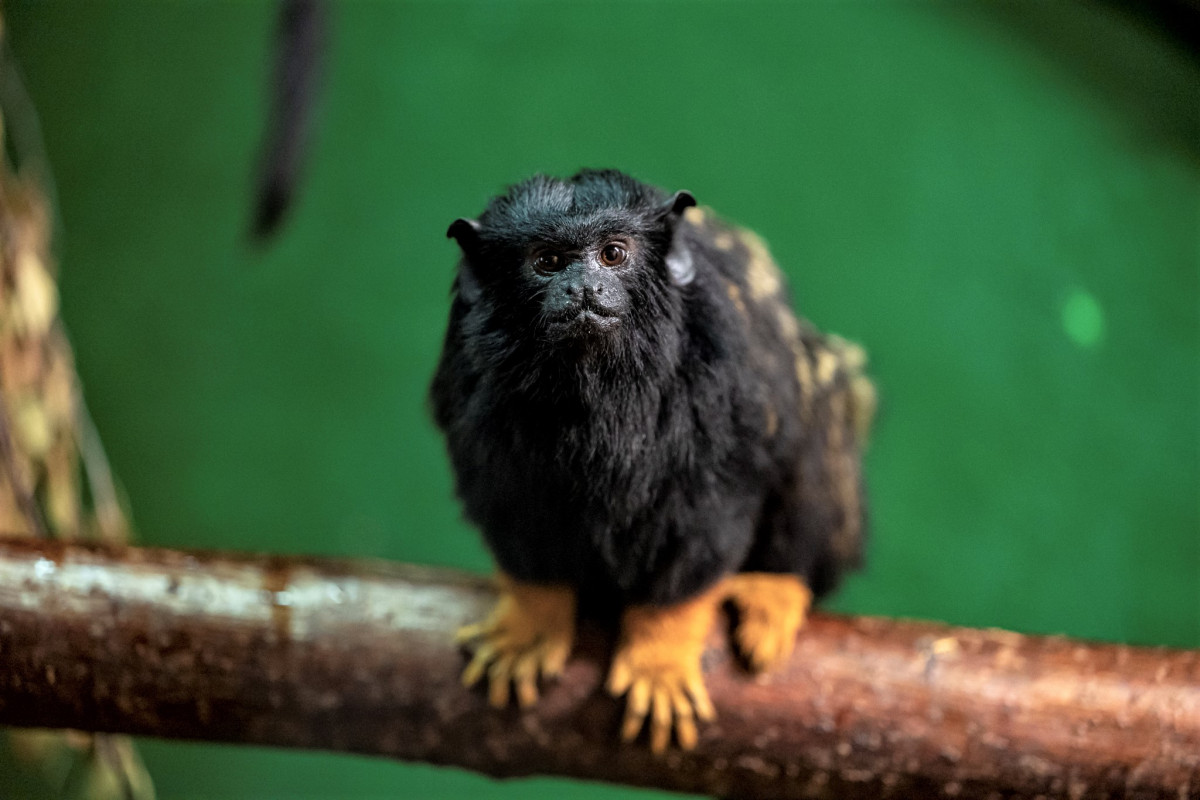Tamarín žltoruký | ZOO Bratislava