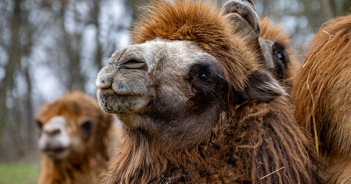 Ťava dvojhrbá | ZOO Bratislava