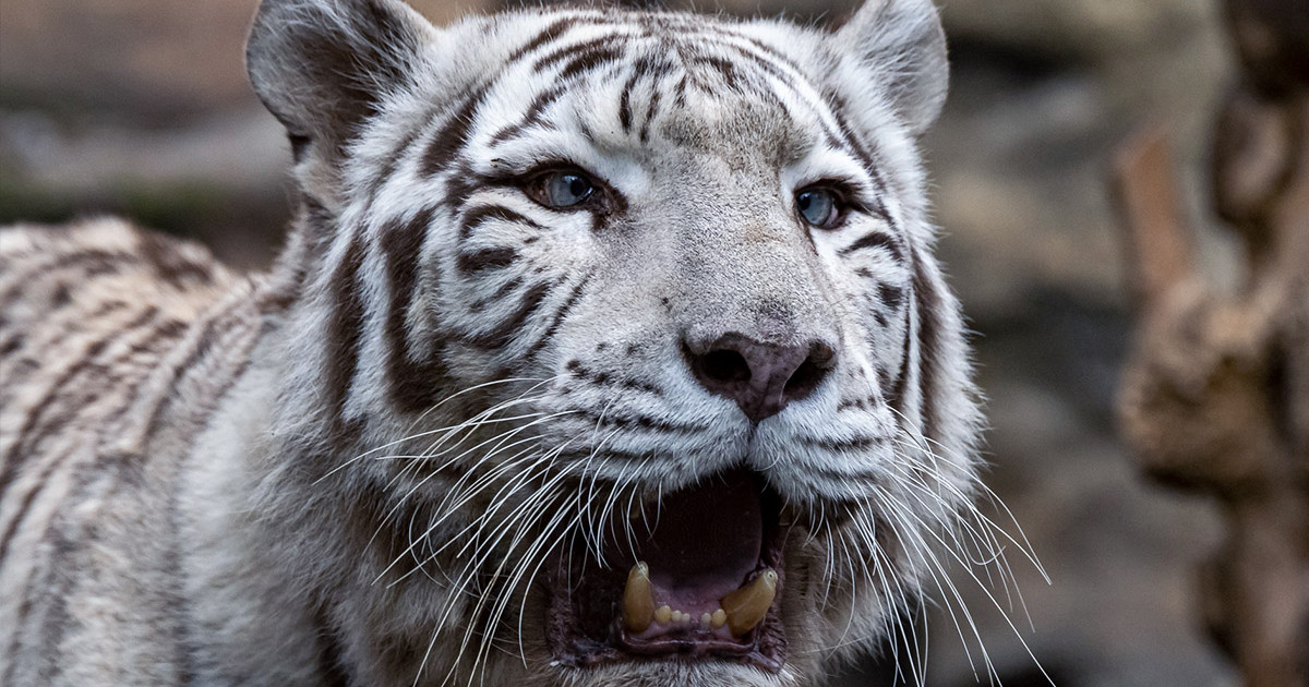 Tiger - biela forma (1 400 €/rok) | ZOO Bratislava