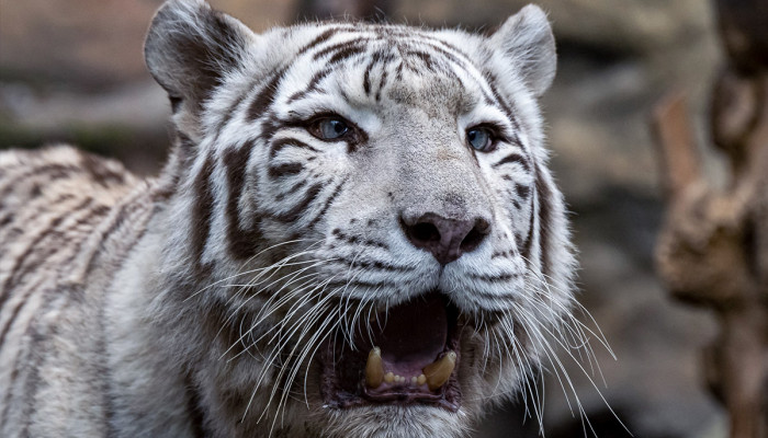 Mammals | ZOO Bratislava
