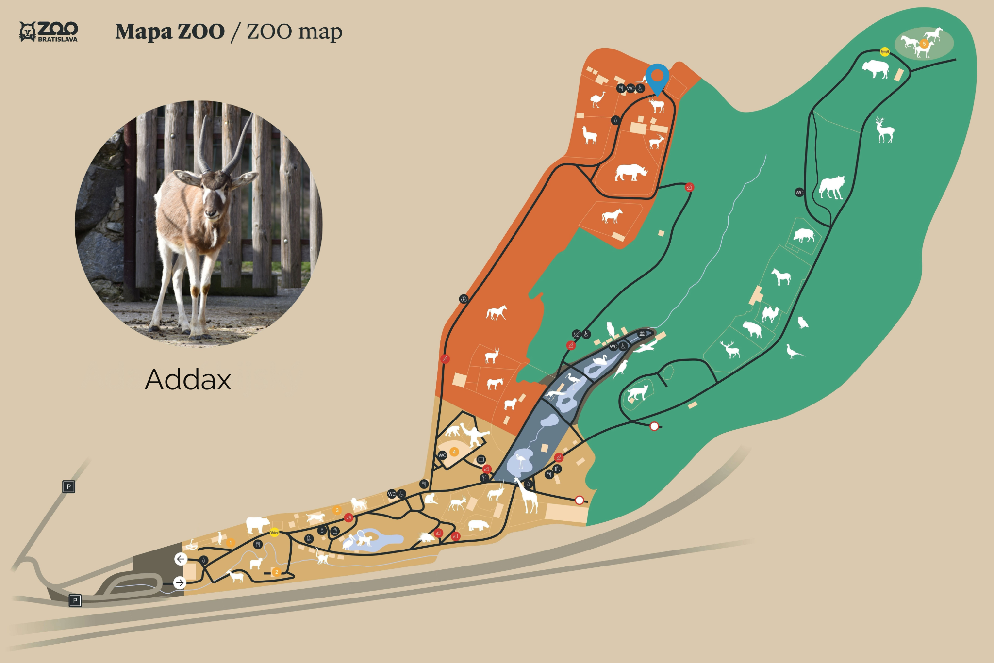 Addax | ZOO Bratislava