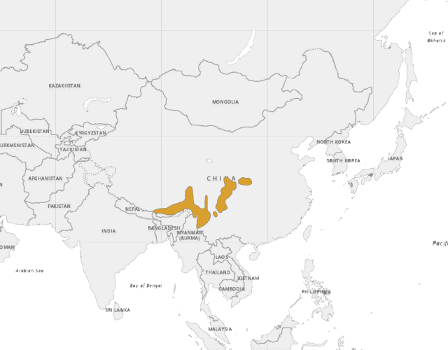 Takin zlatý | ZOO Bratislava