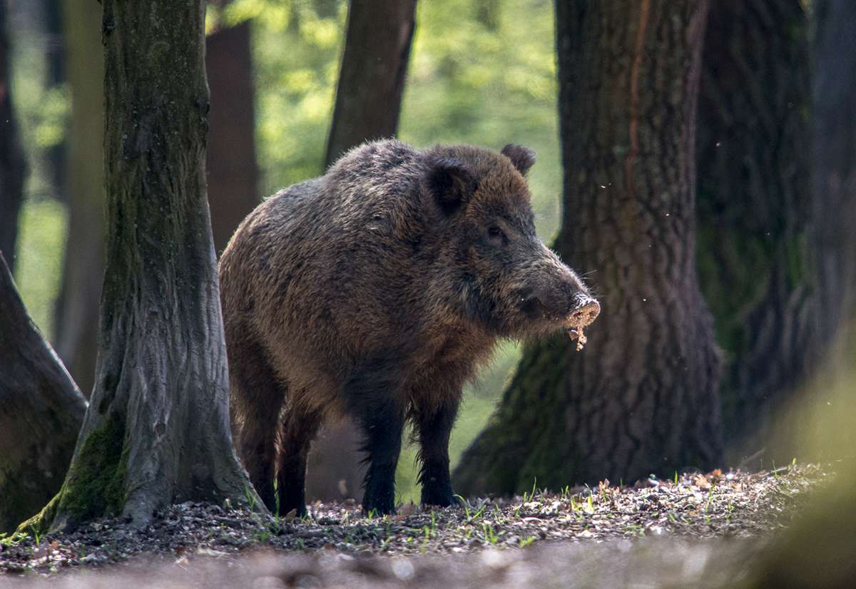 Diviak lesný | ZOO Bratislava