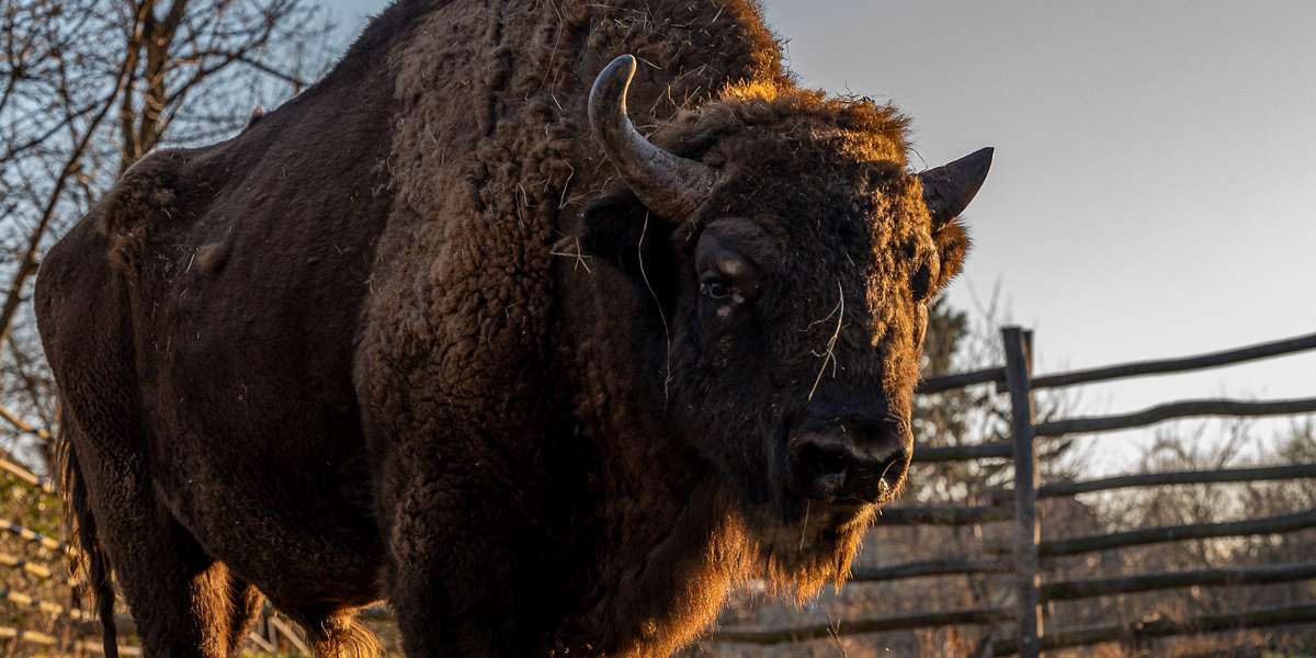 ZUBOR EURÓPSKY - Komentované kŕmenie | ZOO Bratislava