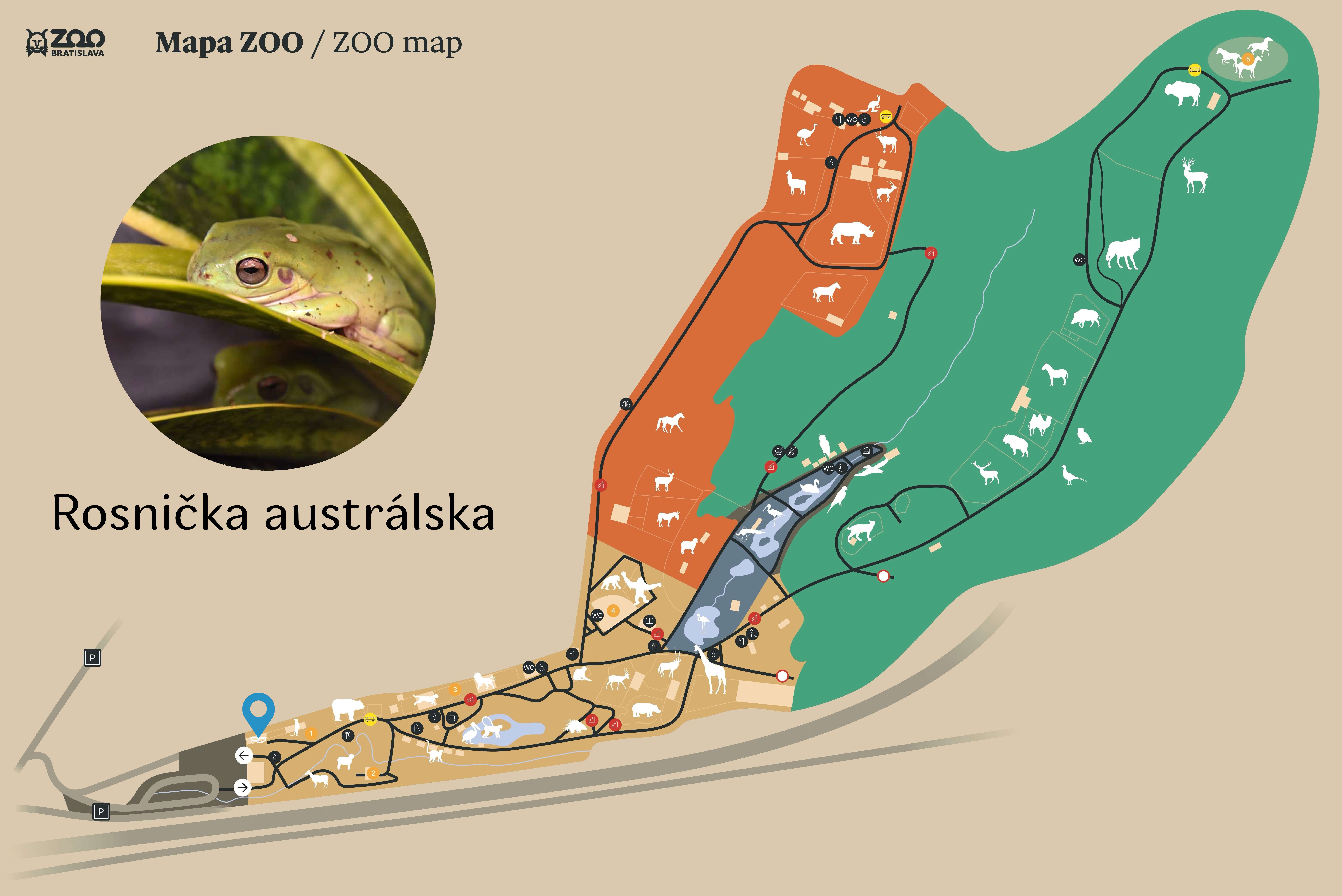 Rosnička austrálska | ZOO Bratislava