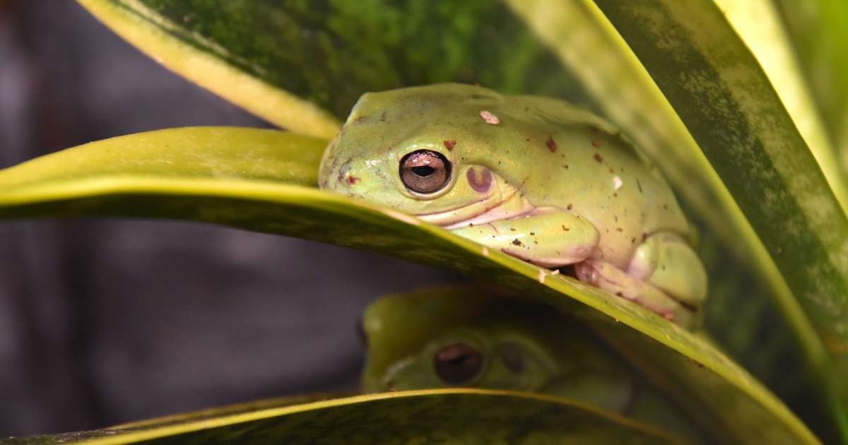 Australian Green Treefrog | ZOO Bratislava