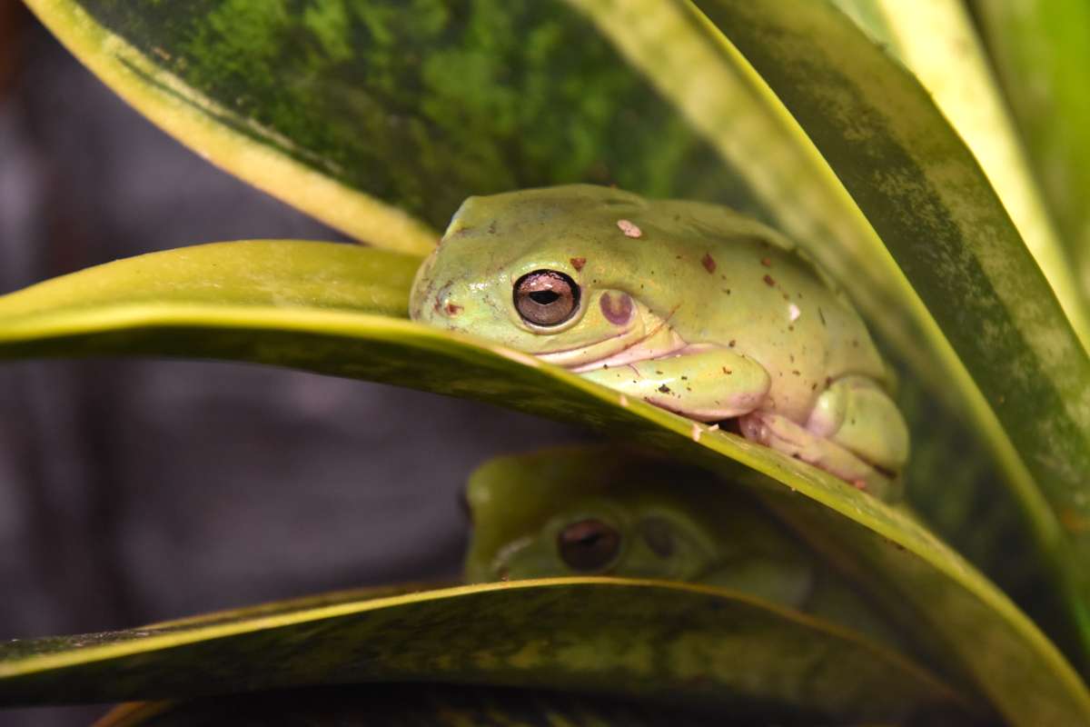 Rosnička austrálska | ZOO Bratislava