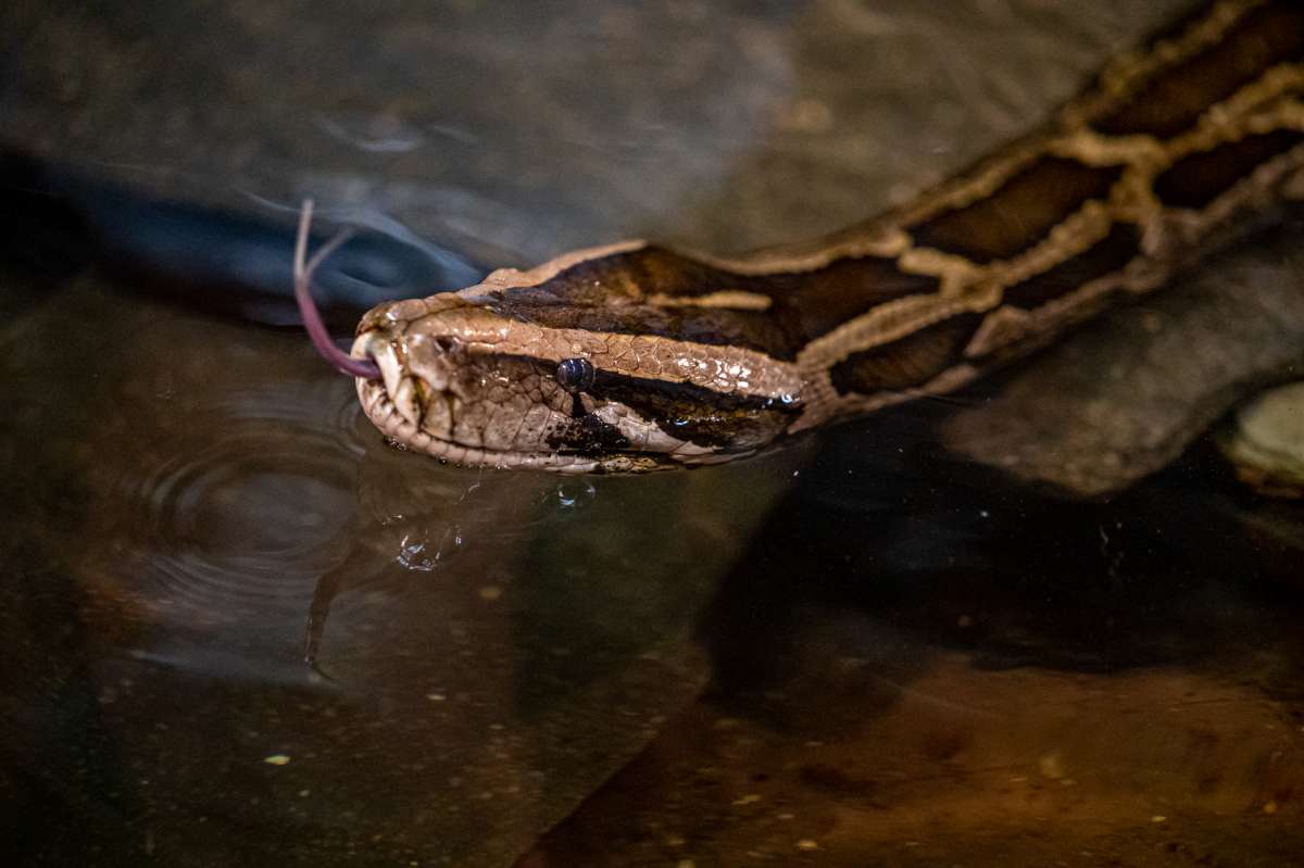 Burmese python | ZOO Bratislava