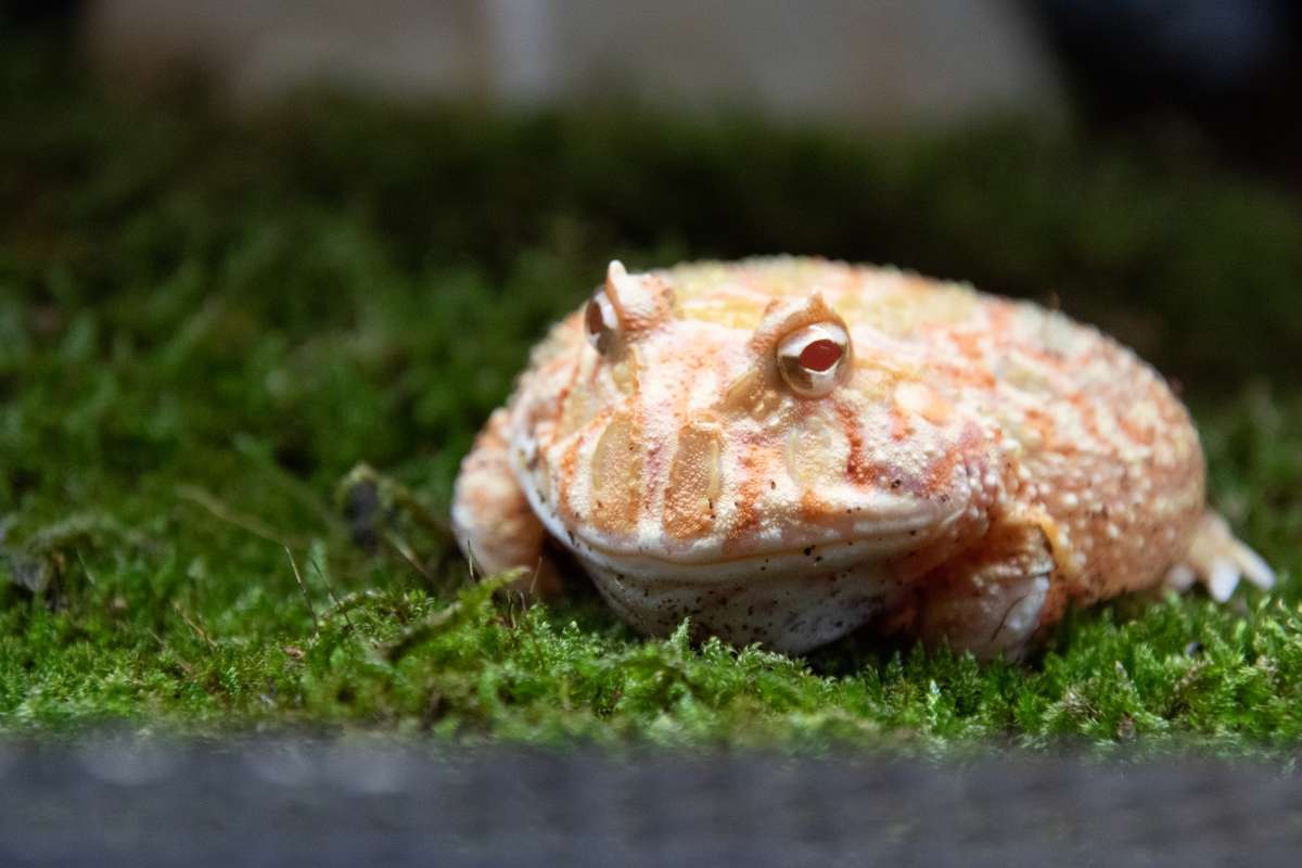 Ornate horned frog | ZOO Bratislava