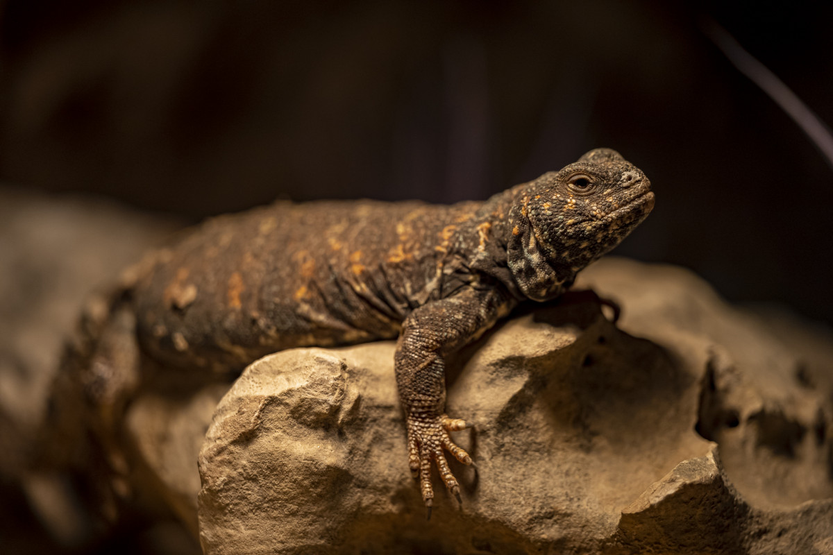 Ornate mastigure | ZOO Bratislava