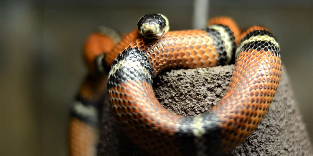 PLAZY - stretnutie | ZOO Bratislava