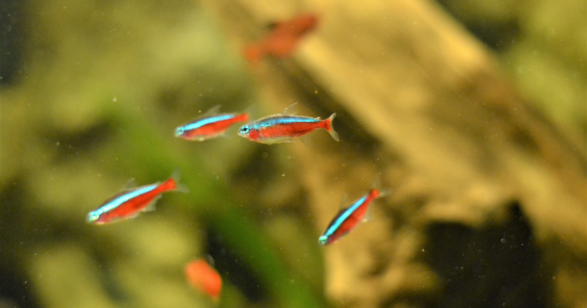 Neónka červená | ZOO Bratislava