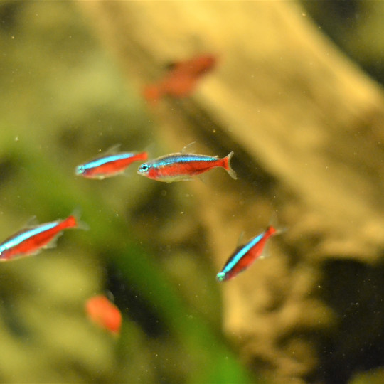 Ryby | ZOO Bratislava