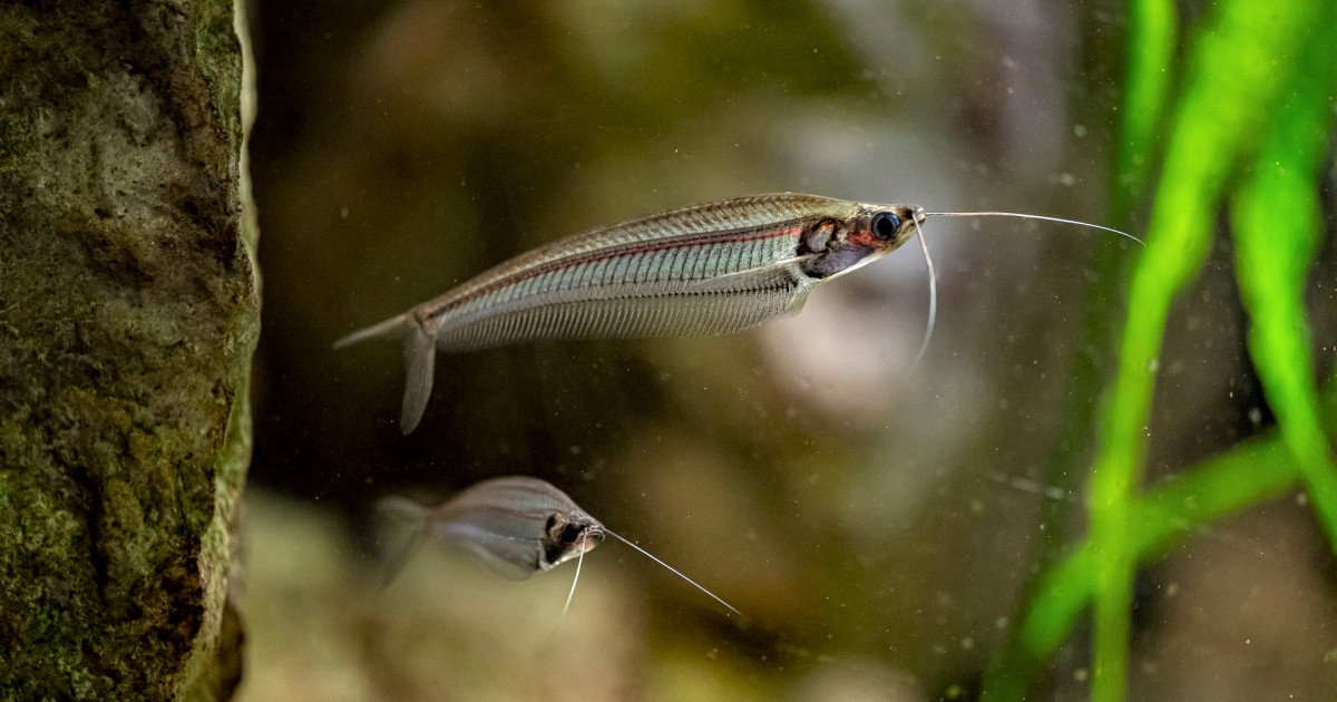 Sumec sklovitý | ZOO Bratislava