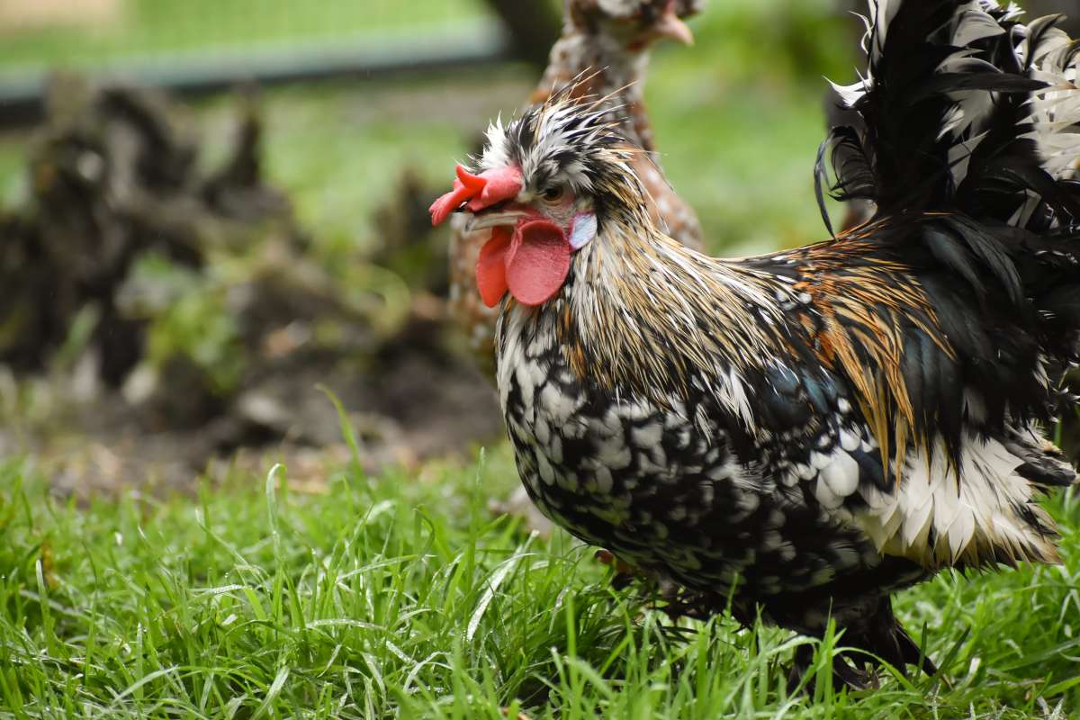 Kura domáca - bregovska dzhinka | ZOO Bratislava