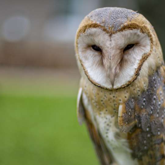 Animal Lexicon | ZOO Bratislava