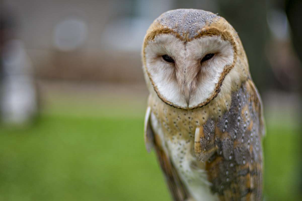 Common barn owl | ZOO Bratislava