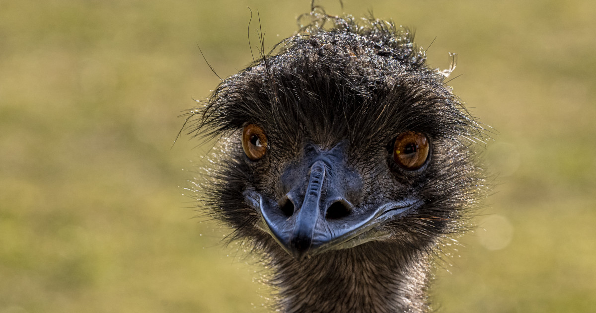 Emu hnedý | ZOO Bratislava