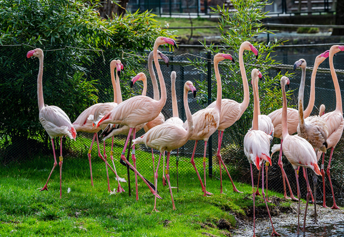 Plameniak ružový (200 €/rok) | ZOO Bratislava