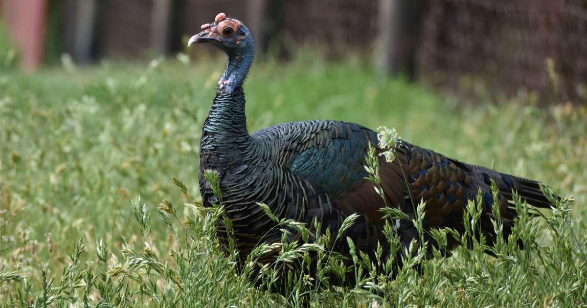 Morka očkatá | ZOO Bratislava
