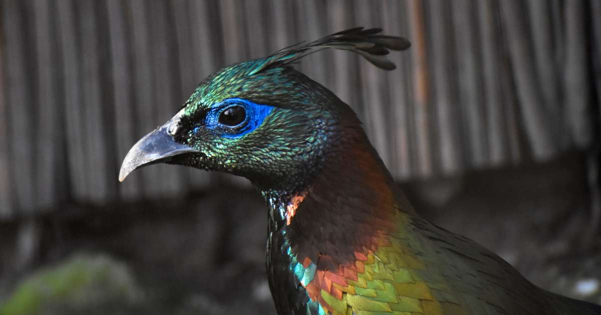 Monal lesklý | ZOO Bratislava