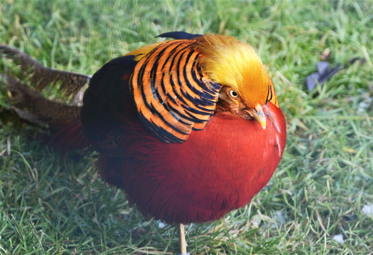 Bažant zlatý | ZOO Bratislava