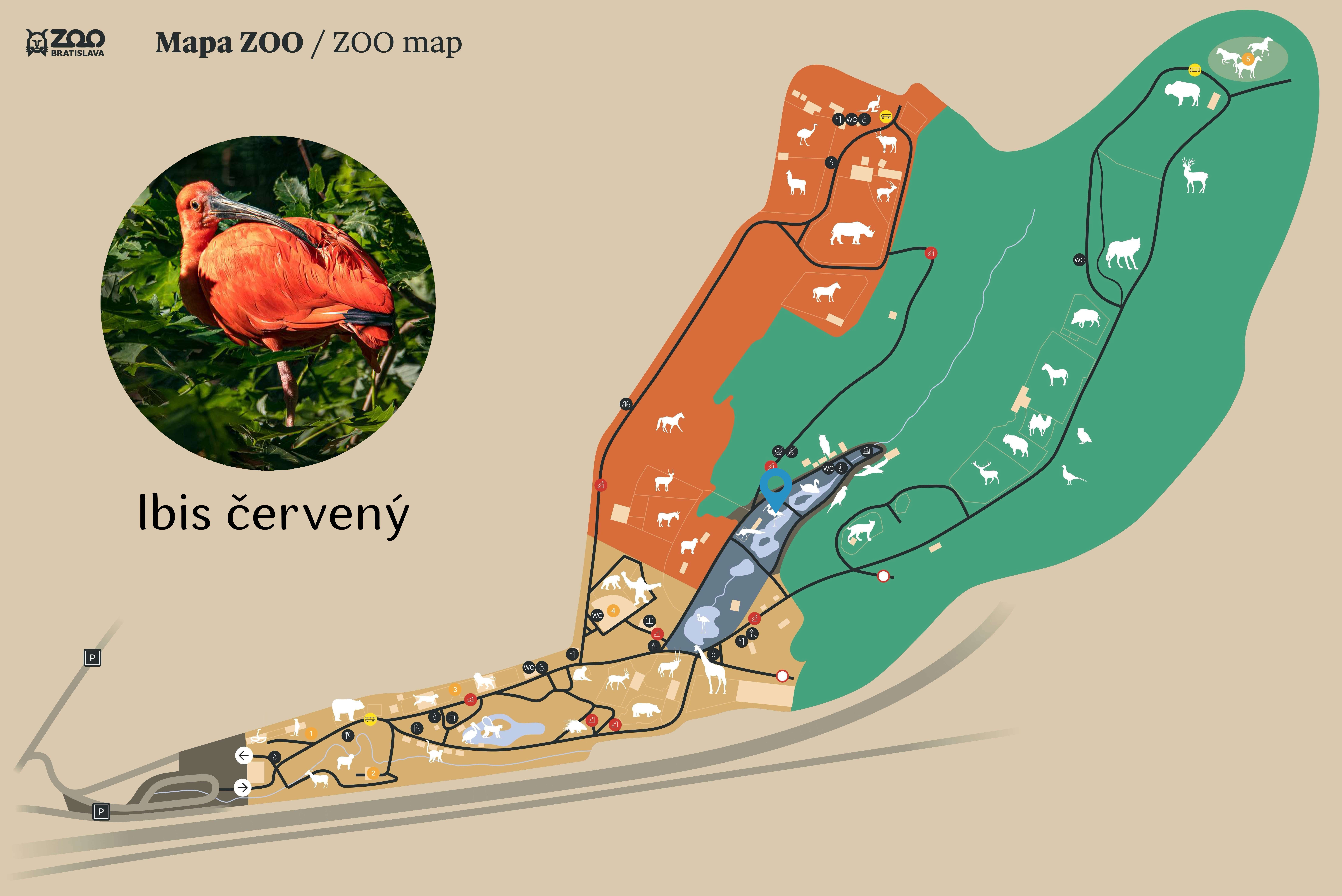 Scarlet ibis | ZOO Bratislava