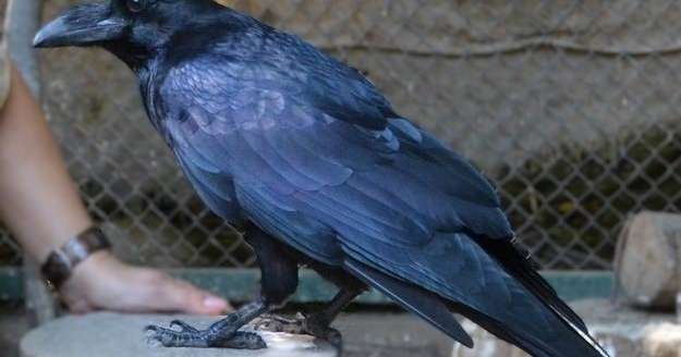 Common raven | ZOO Bratislava