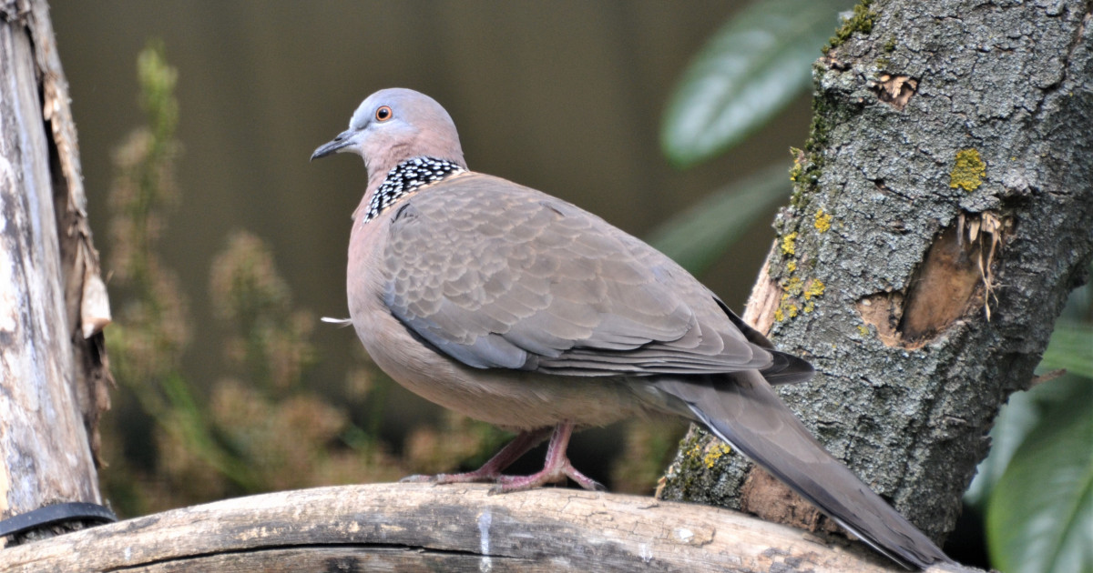 Spotted dove | ZOO Bratislava