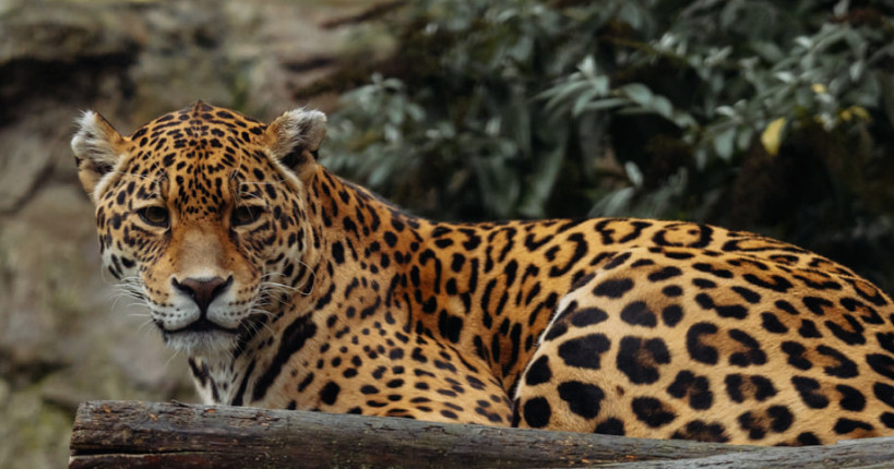 Lexikon zvierat | ZOO Bratislava