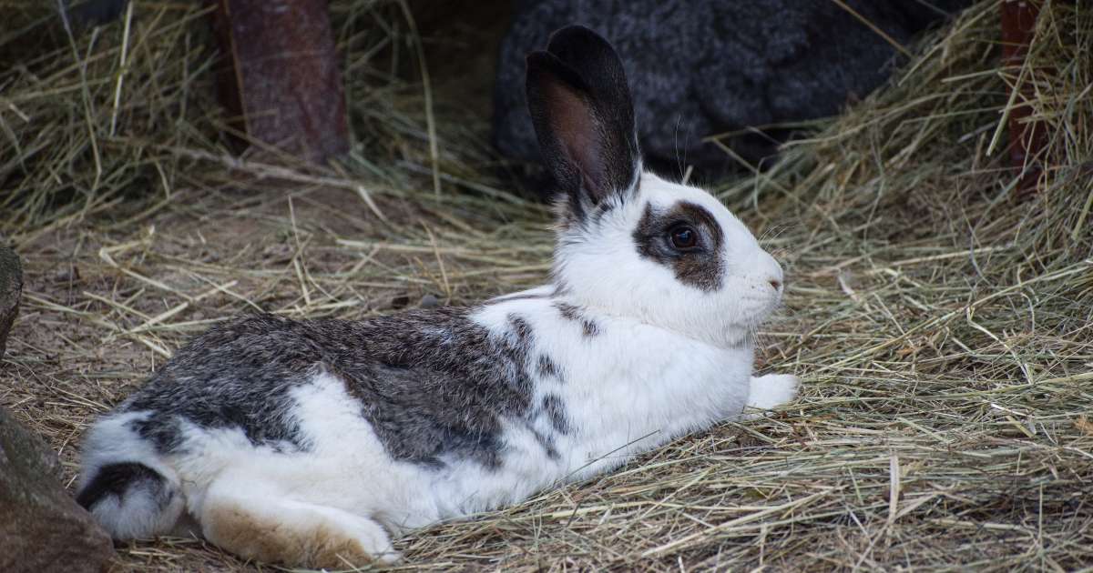 Králik domáci | ZOO Bratislava