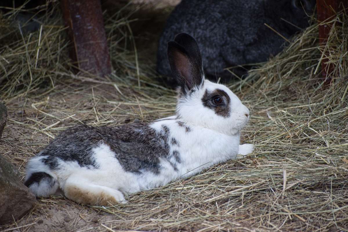 Králik domáci | ZOO Bratislava