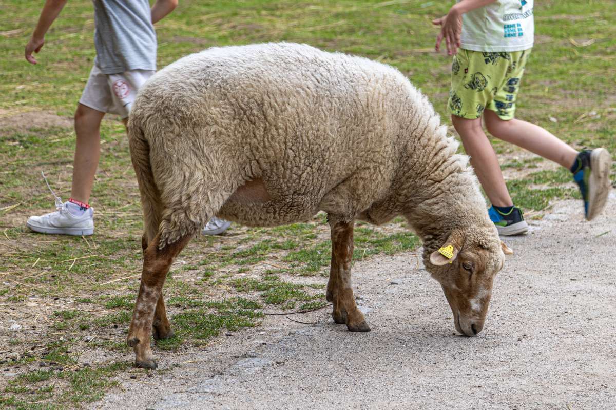 Ovca domáca | ZOO Bratislava