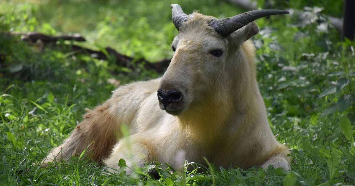Takin zlatý | ZOO Bratislava