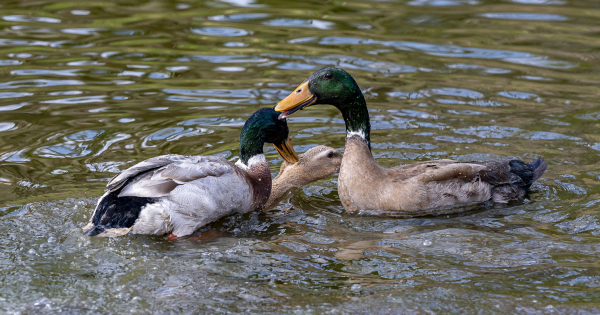 Indický bežec - kačica domáca (35 €/rok) | ZOO Bratislava
