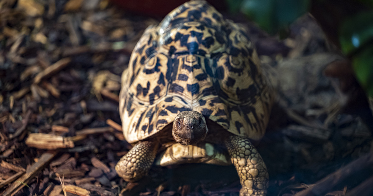 Korytnačka leopardia (70 €/rok) | ZOO Bratislava