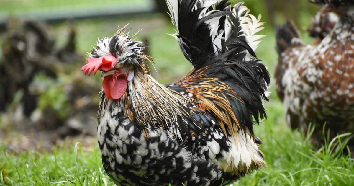 Kura domáca - bregovska dzhinka (adopcia 45 €/rok) | ZOO Bratislava