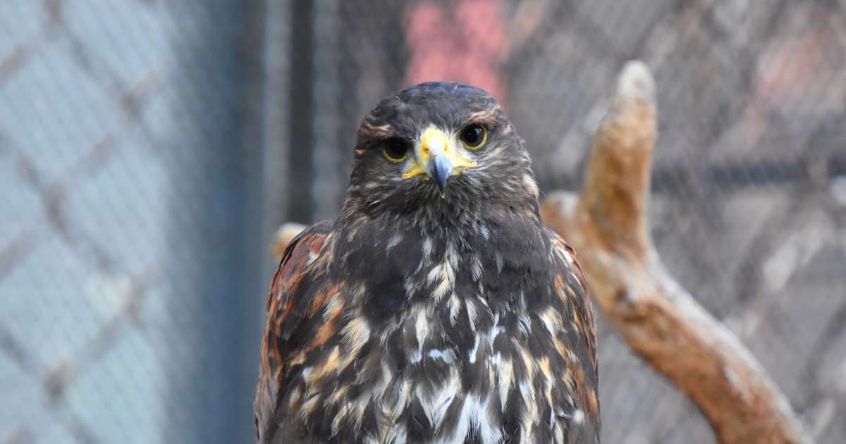 Myšiak štvorfarebný (170 €/rok) | ZOO Bratislava