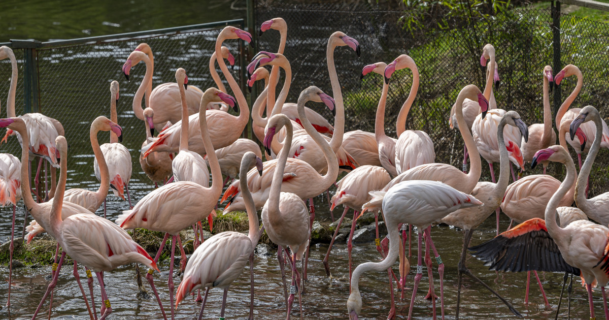 Plameniak ružový (200 €/rok) | ZOO Bratislava