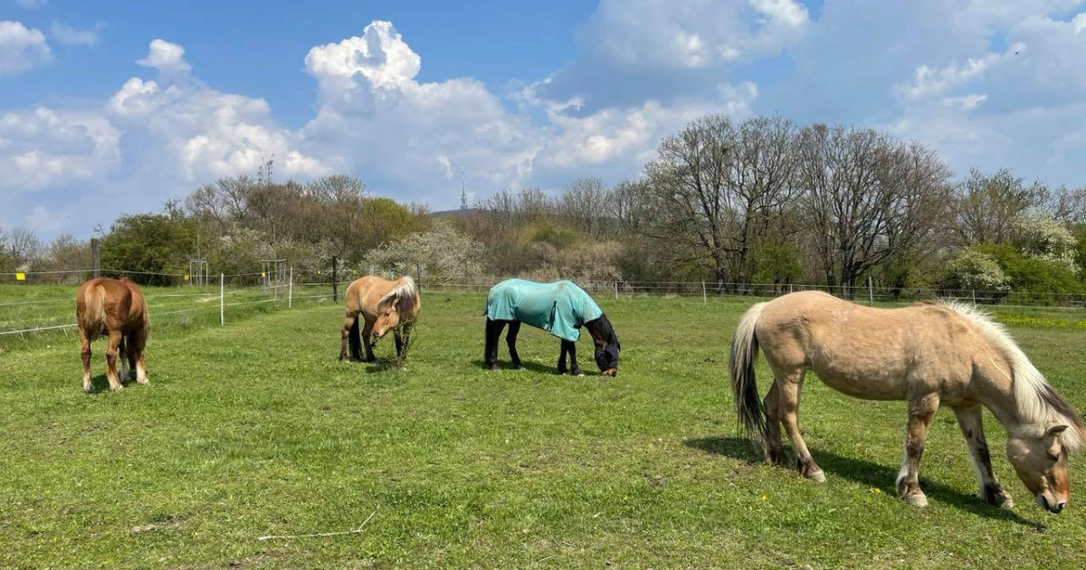 Kôň domáci (200 €/rok) | ZOO Bratislava