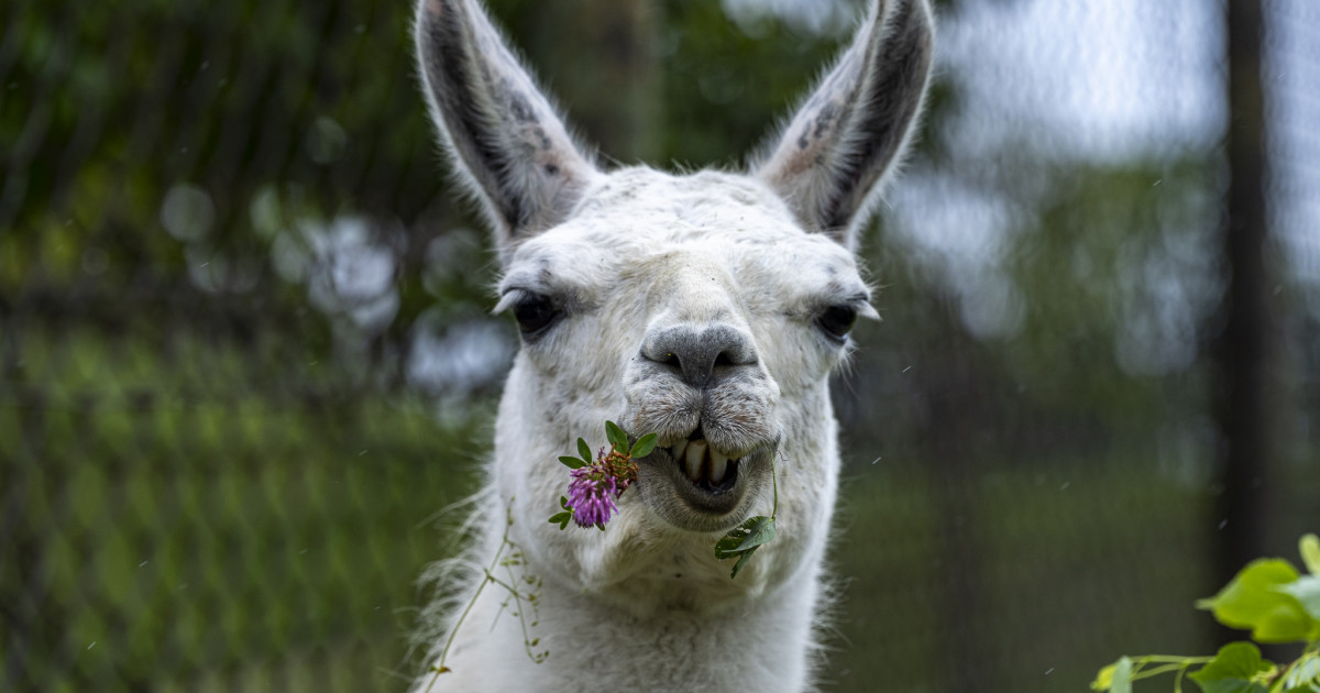 Lama krotká (400 €/rok) | ZOO Bratislava