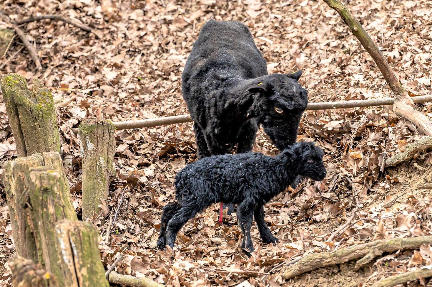 Ovca domáca ouessantská (100 €/rok) | ZOO Bratislava