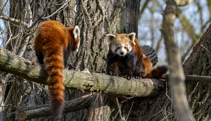 Adoptujte si zvieratko | ZOO Bratislava
