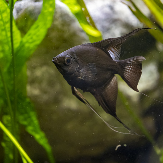 Fish | ZOO Bratislava