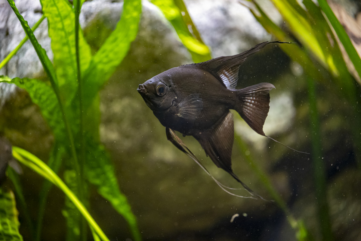 Skalár amazonský | ZOO Bratislava