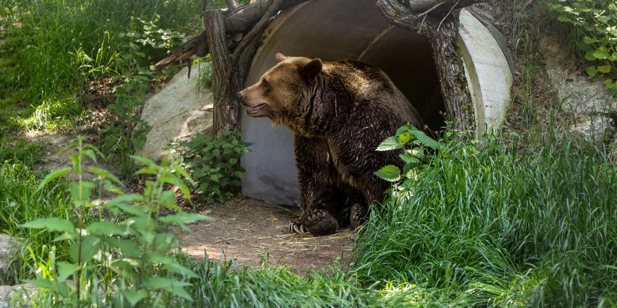 Medveď hnedý na Slovensku - Mesiac Karpatského lesa | ZOO Bratislava